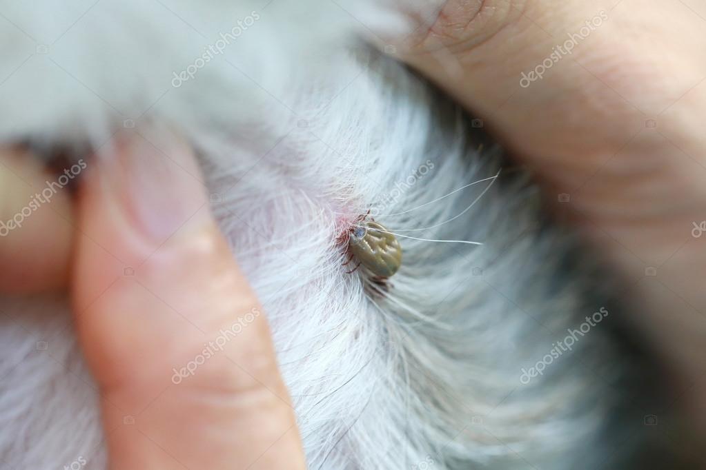 Big Tick on a dog in clearing. ⬇ Stock Photo, Image by © meepoohyaphoto ...
