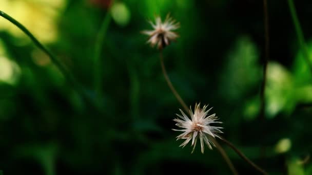 Secado Tridax Procumbens Una Hierba Común Que Antiséptico Natural ...