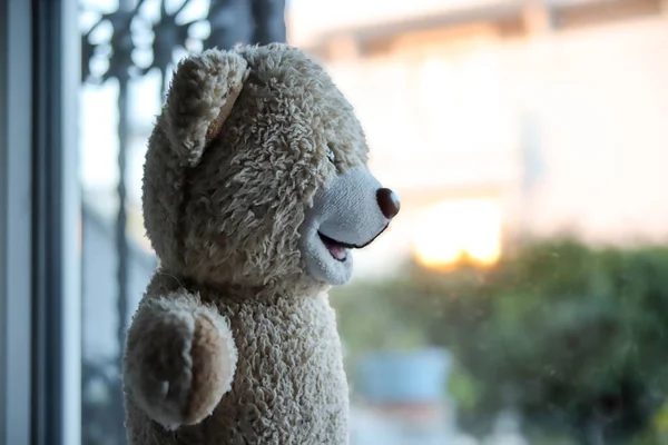 Teddy bear window Stock Photos, Royalty Free Teddy bear window Images ...