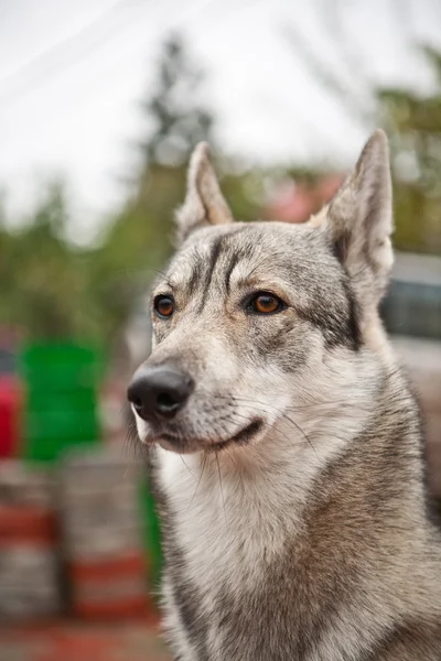 Set of Siberian husky puppy isolated — Stock Photo © kalinovsky #6520972