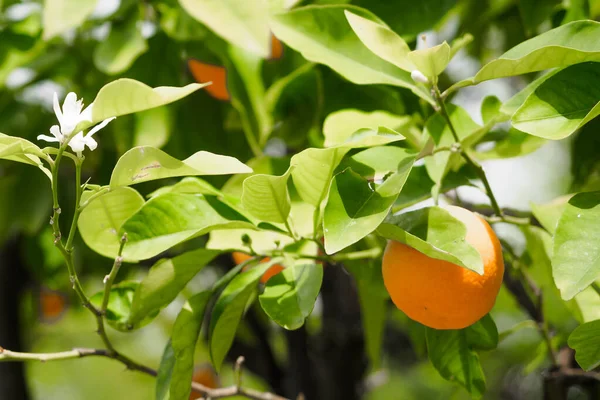 Orange tree background Stock Photos, Royalty Free Orange tree ...