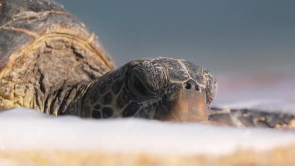 245 vídeos de Pico de tortuga, metraje de Pico de tortuga sin royalties ...