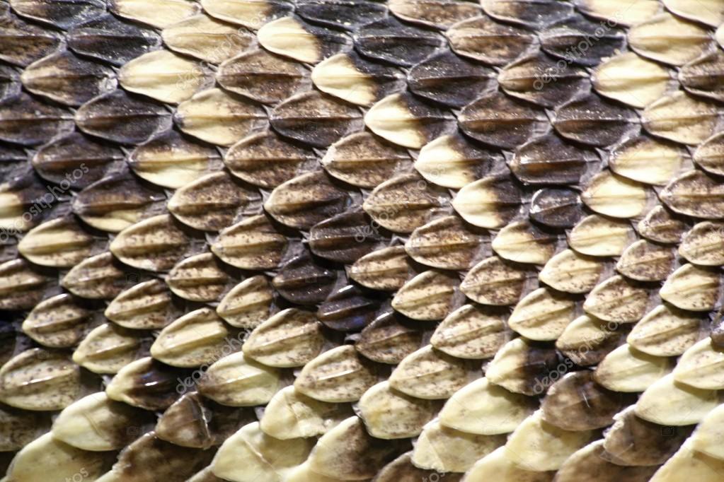 Diamondback Rattlesnake Skin Pattern
