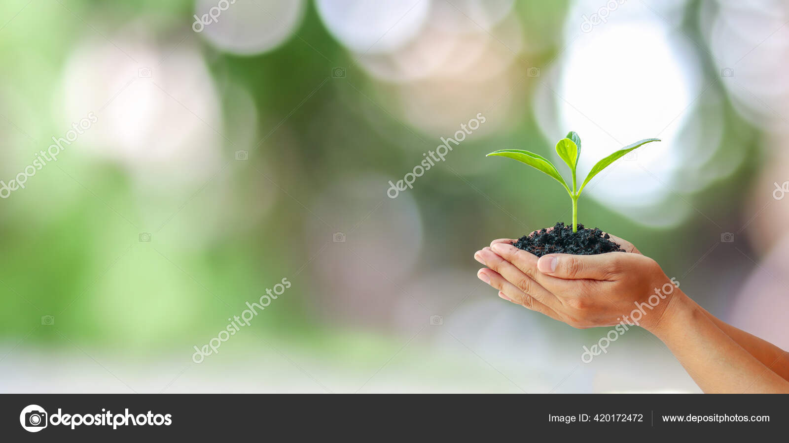 Earth Day Concept Human Hand Holding Growing Trees Blurred Green ...