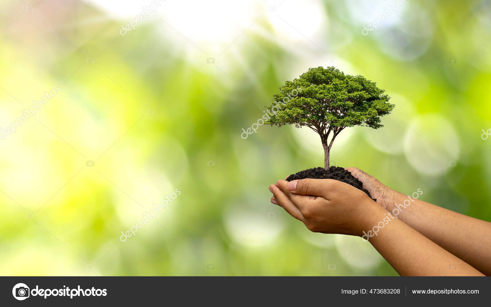 Trees Planted Ground Human Hands Natural Green Backgrounds Concept ...