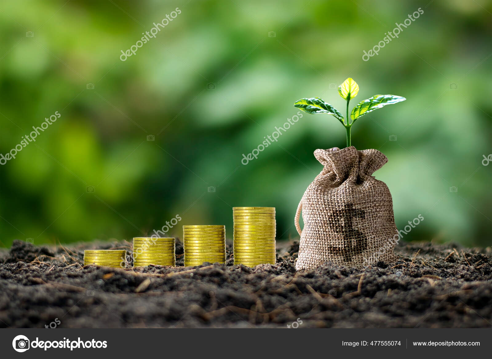 Planting Savings Purse Tree Growing Soil Morning Sun Growing Pile Stock ...