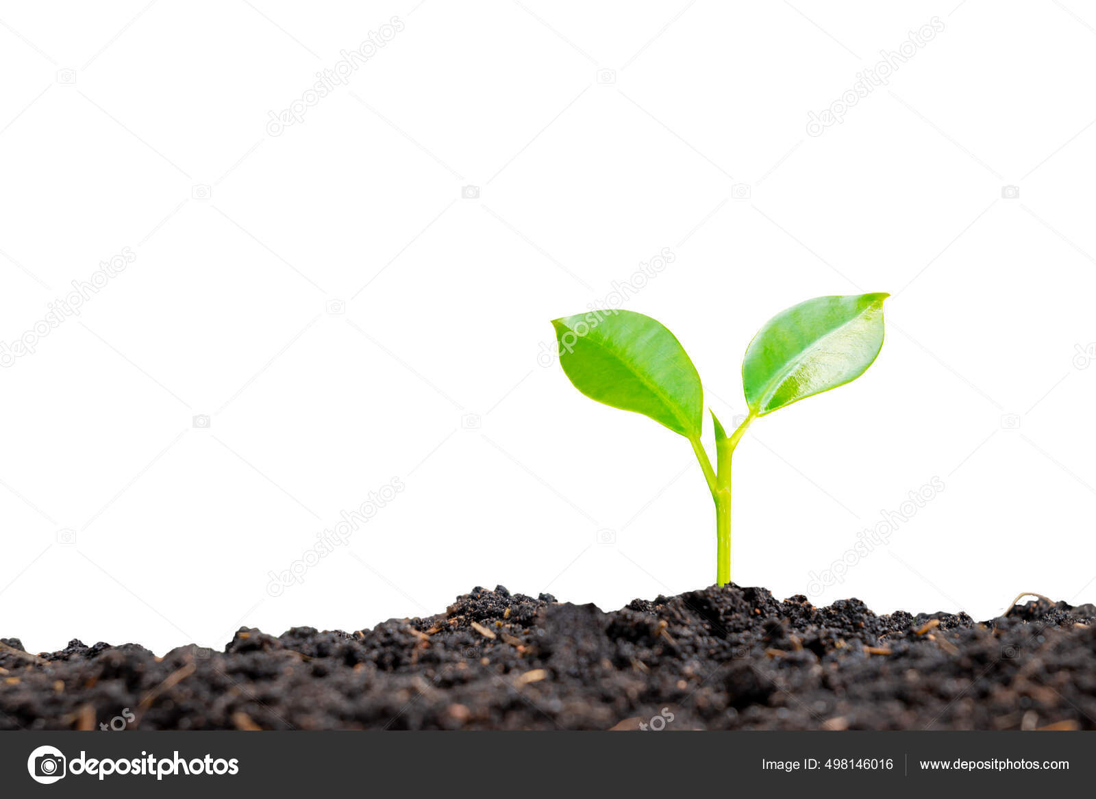 Plant Growth Concept Trees Growing Soil White Background Clipping Path ...