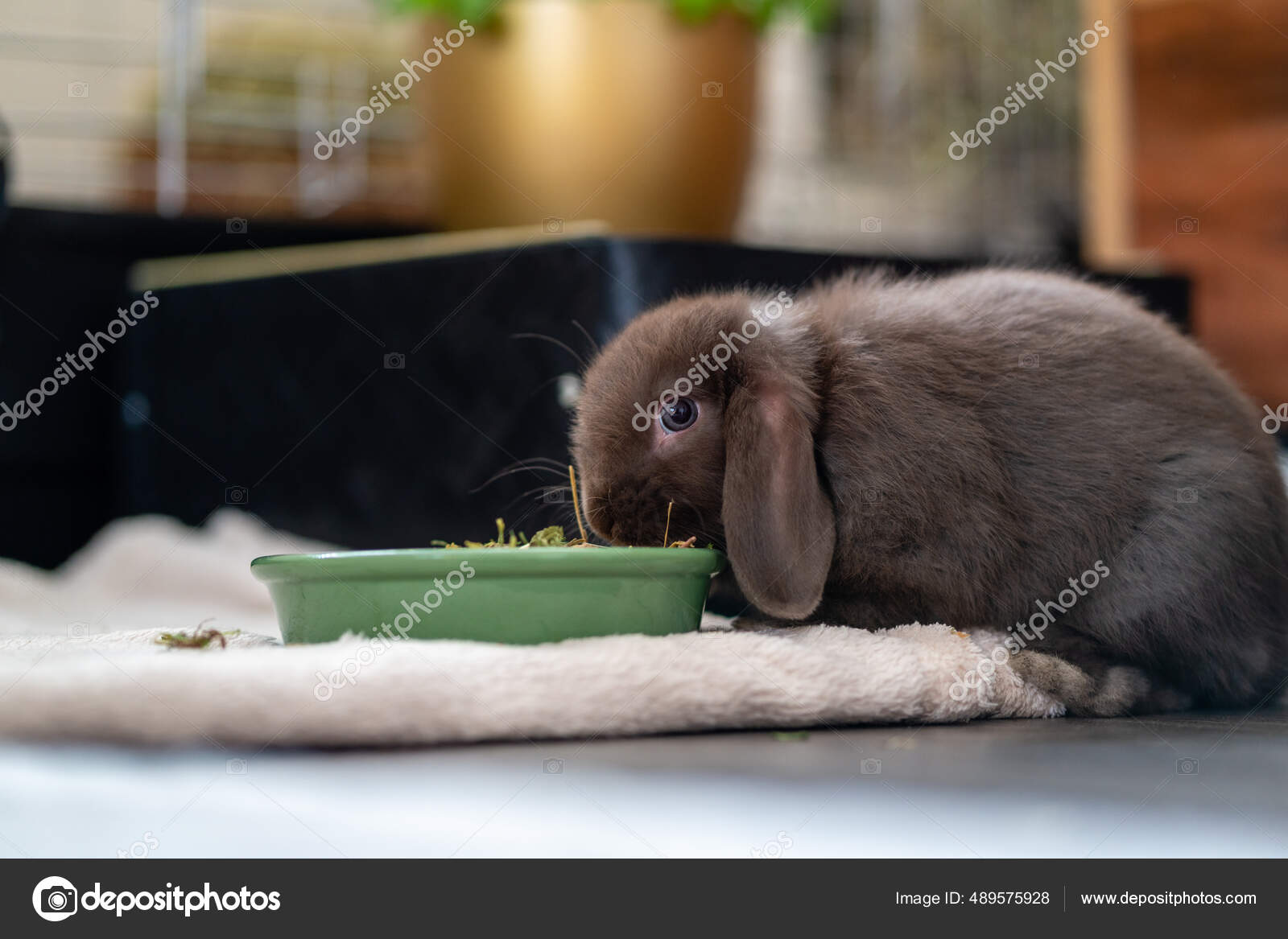 Brown Dwarf Lop Bunny