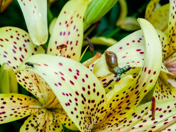 Leucochloridium Paradoxum Broodsac