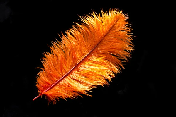 Fire feather Stock Photos, Royalty Free Fire feather Images | Depositphotos