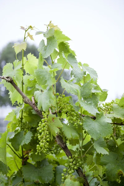 Small Grapes on a vine - Stock Image - Everypixel