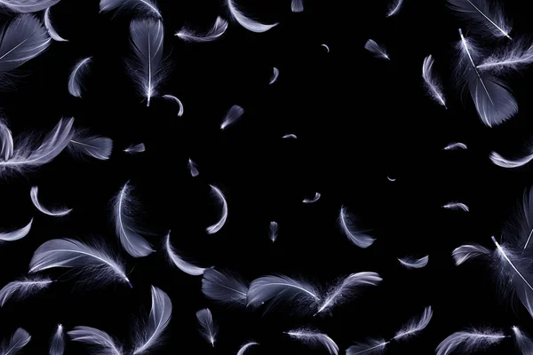 Feather texture Images - Search Images on Everypixel