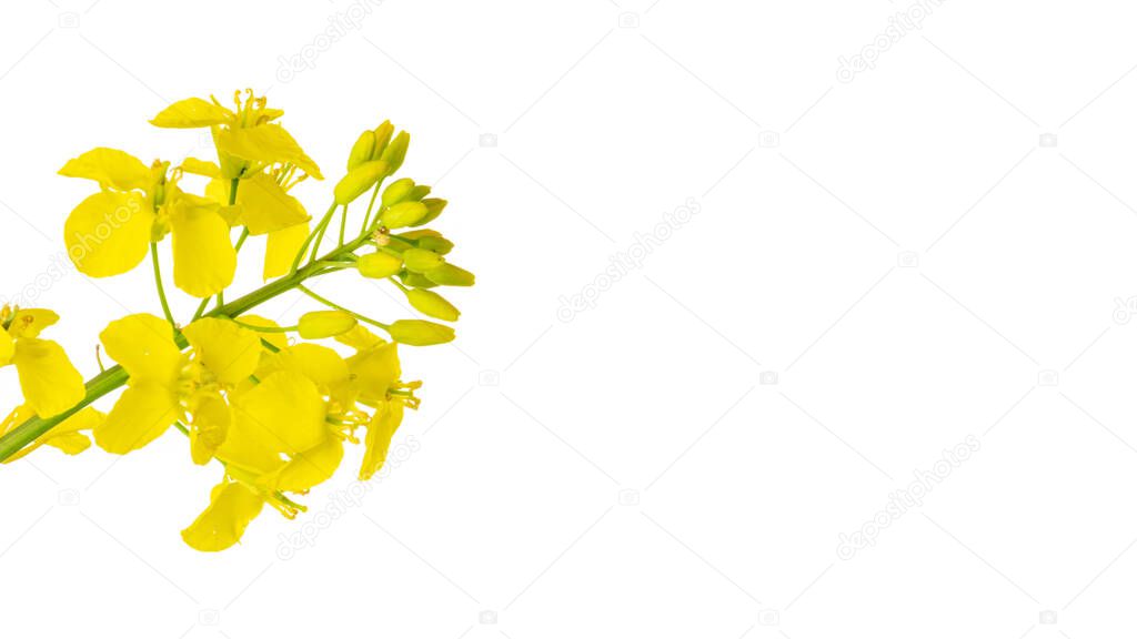 Canola aislada. Planta de colza, colza de colza para energía verde ...
