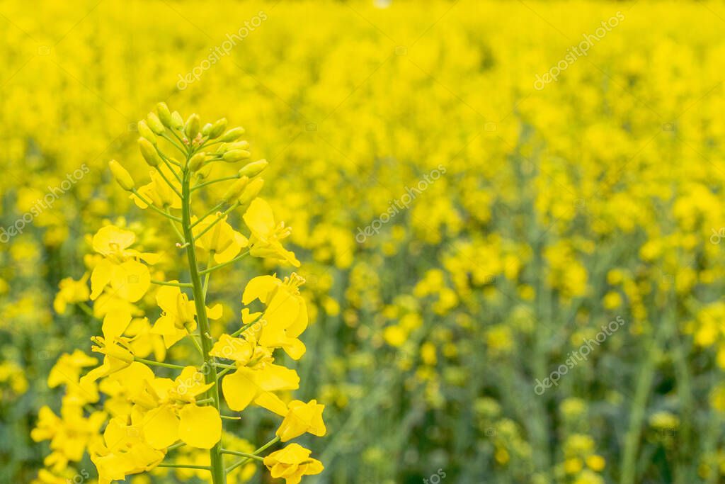 Flor de canola. Planta de colza, colza de colza para energ a verde ...