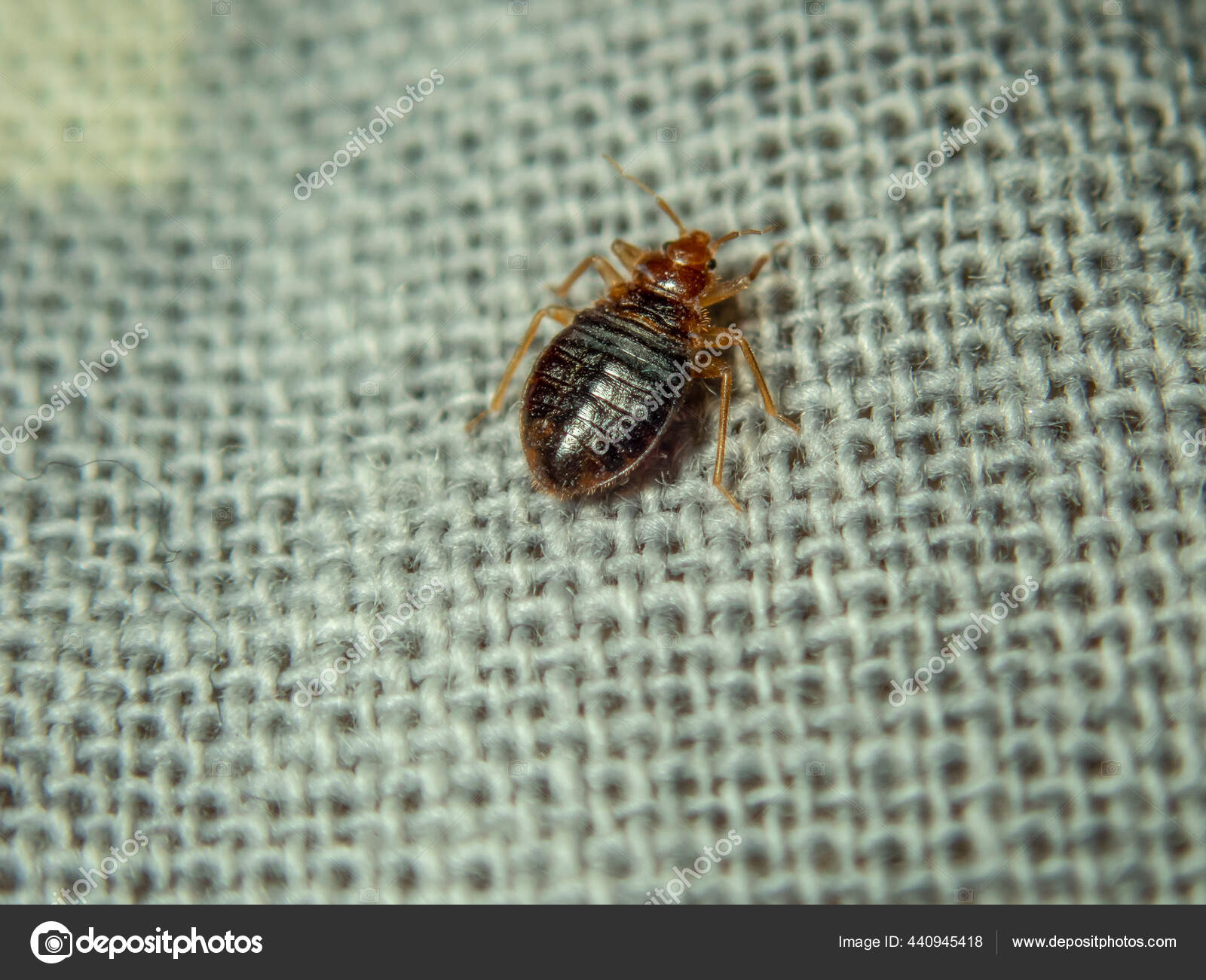 Bed bug crawling on the sheet. Household parasite. Close-up photo ...