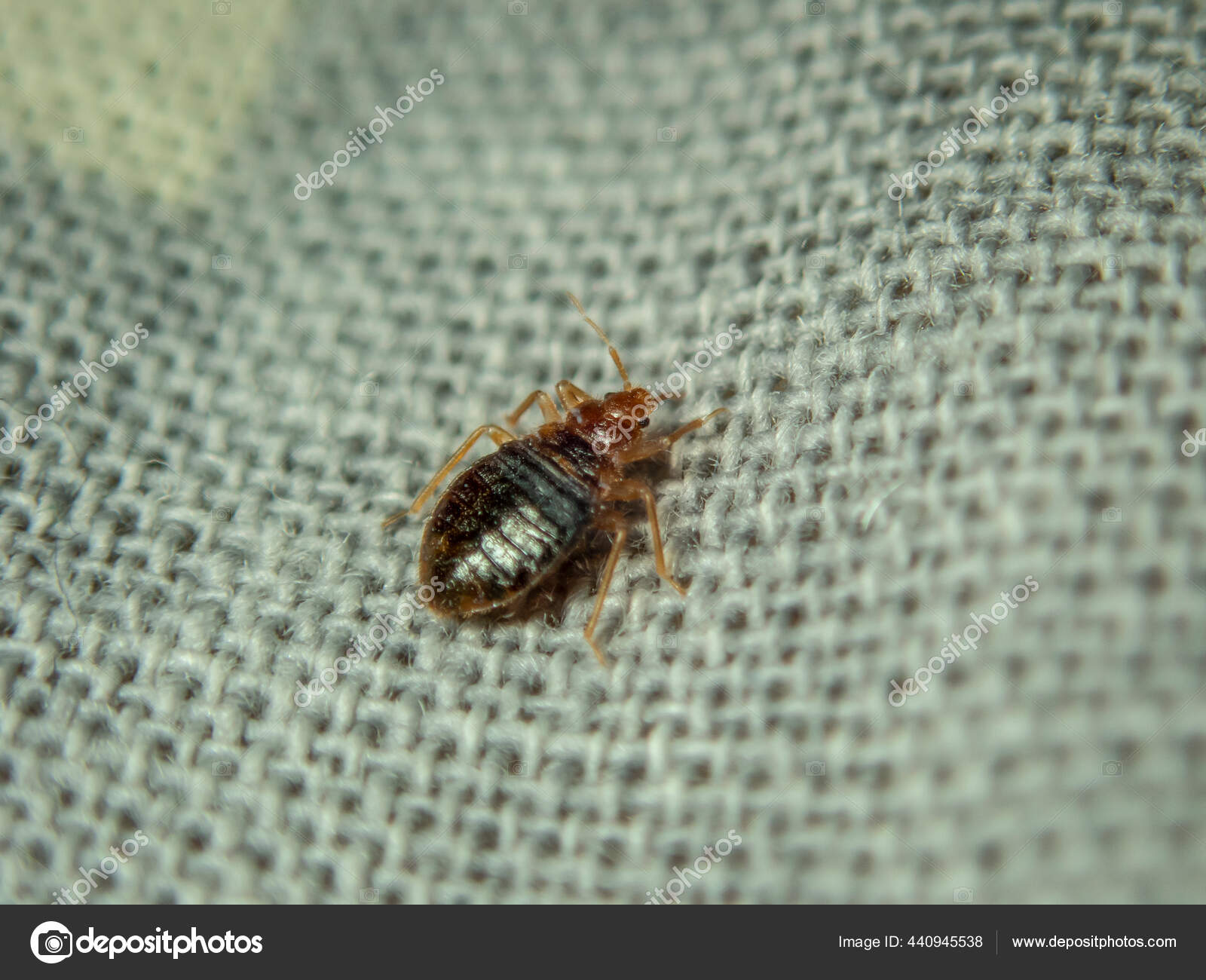 Bed bug crawling on the sheet. Household parasite. Close-up photo ...