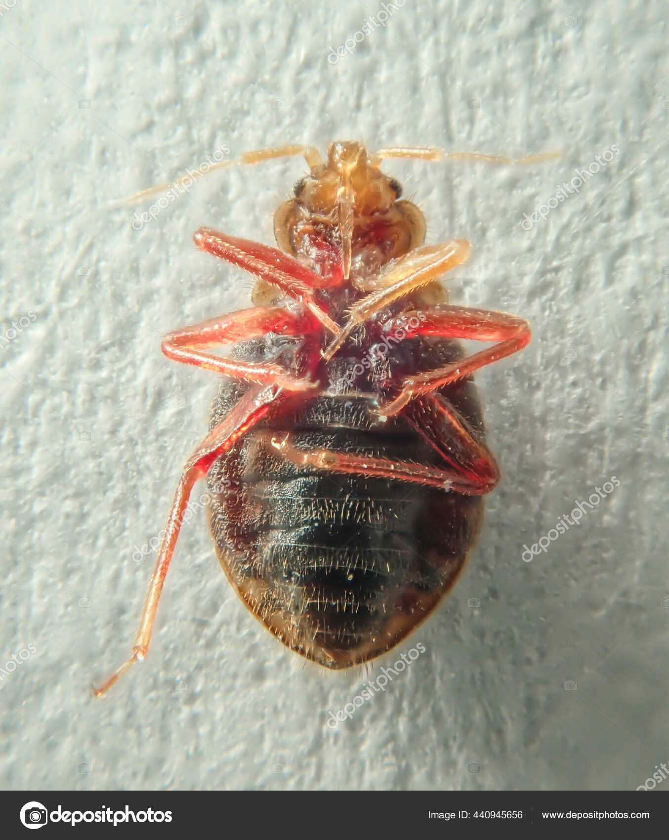 Bed bug on a light background. Household parasite. Close-up photo ...