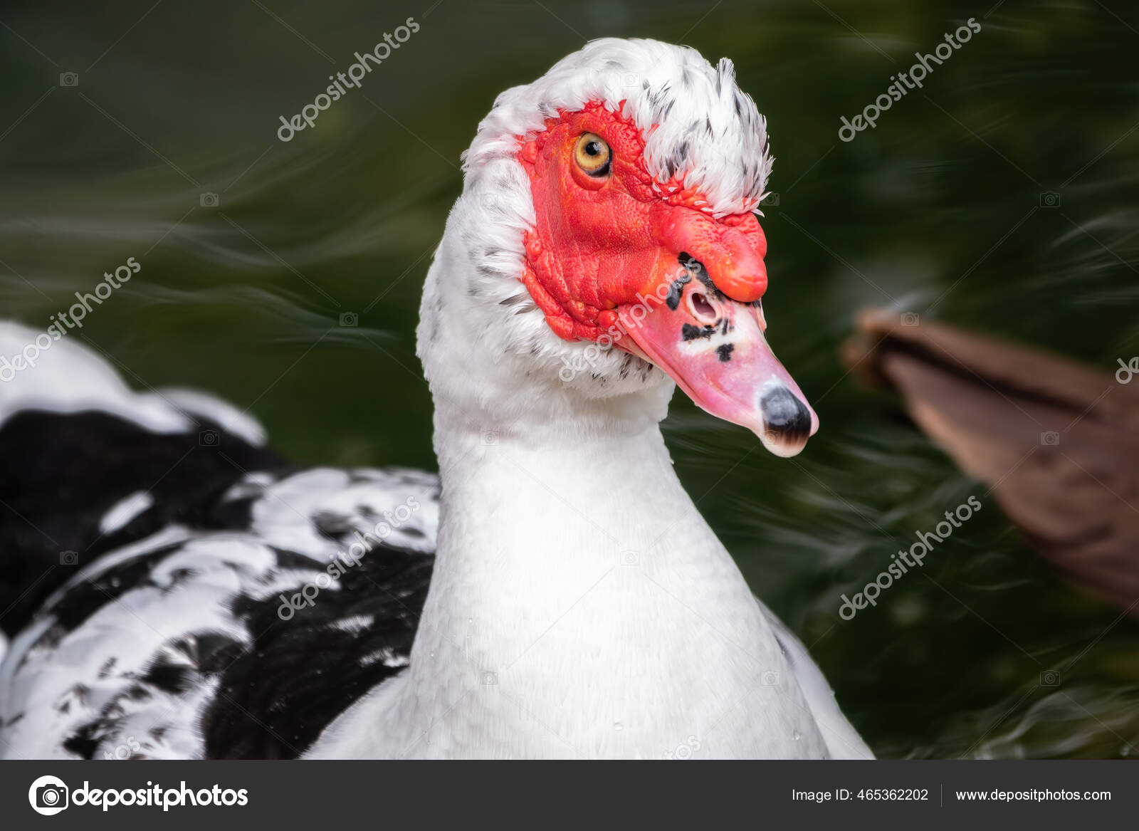 White Black Duck Red Head Muscovy Duck Standing Shore Pond — Stock ...