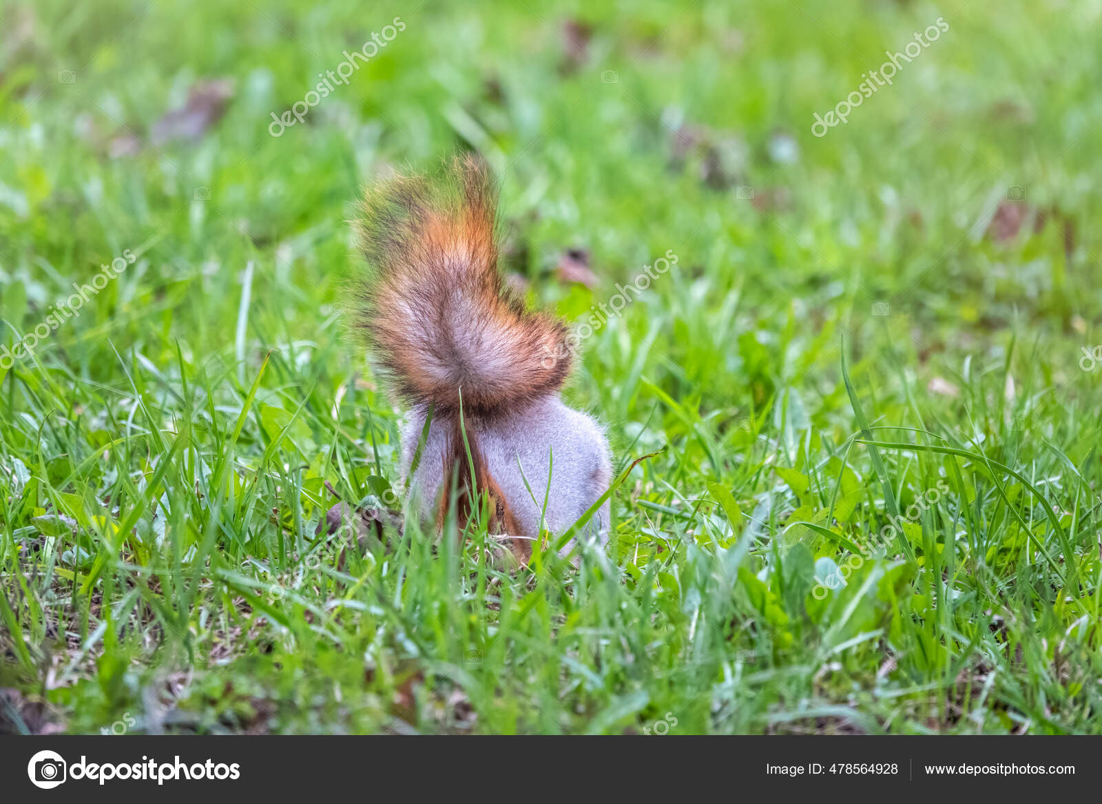 Squirrel Spring Summer Hides Nuts Green Lawn Squirrel Looking Food ...