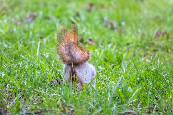 Squirreltail Stock Photos, Royalty Free Squirreltail Images | Depositphotos