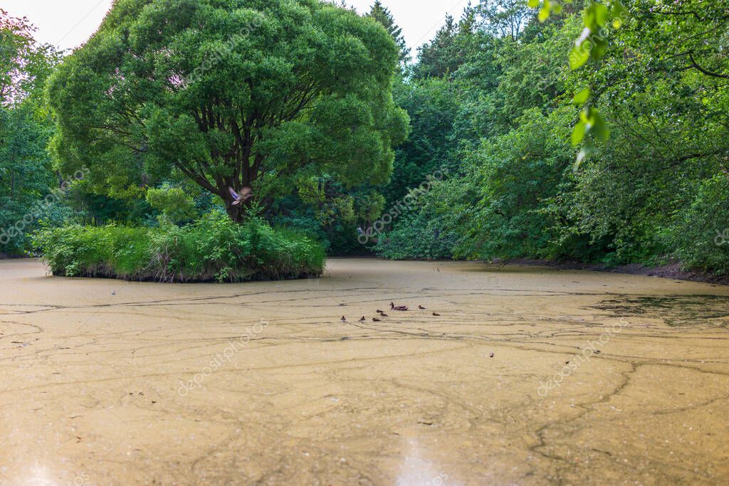 Familia de pato madre y patitos nadando en el parque de la ciudad en el estanque. Nueva generaci ...