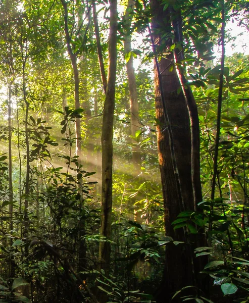 Tropical jungle - Stock Image - Everypixel