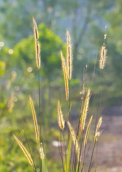 Setaria Stock Photo by ©sinseeho 72864453