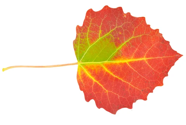 Aspen Leaves Clipart Background