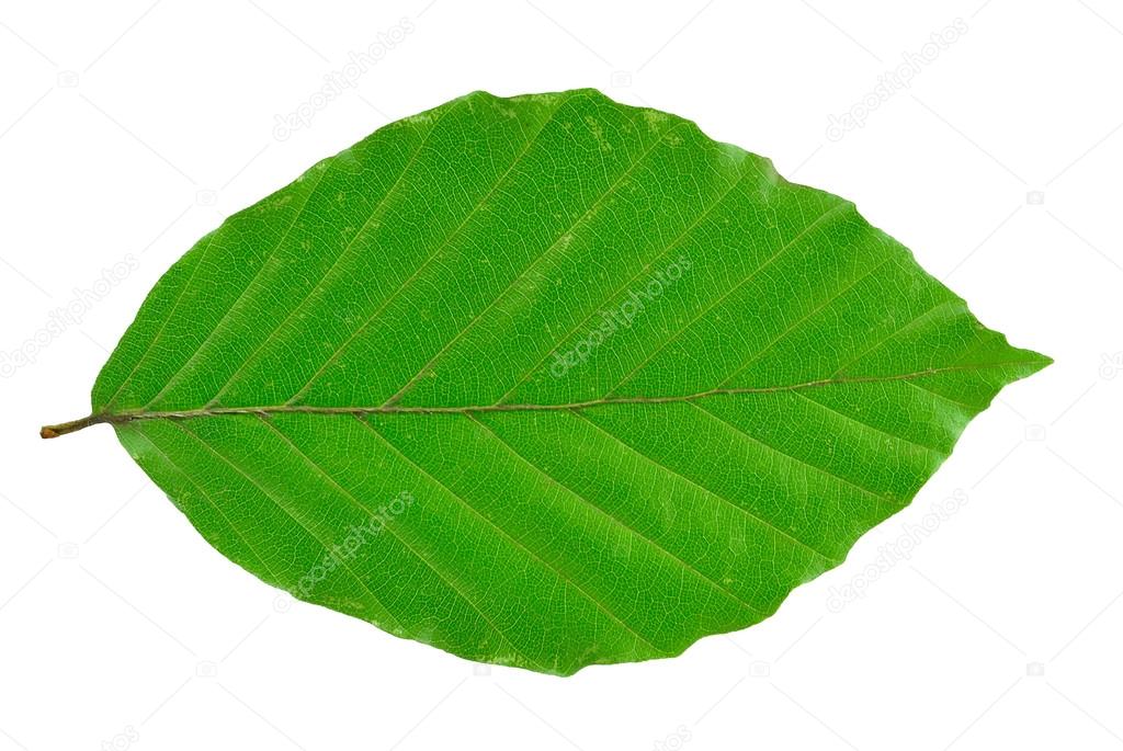 Beech leaf — Stock Photo © iquazu #86140602