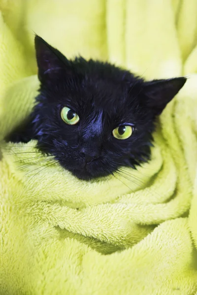 Black Cute soggy Cat after Bath licking — Stock Photo © Kalcutta #81500614