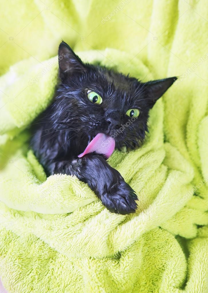Black Cute soggy Cat after Bath licking — Stock Photo © Kalcutta #81500614