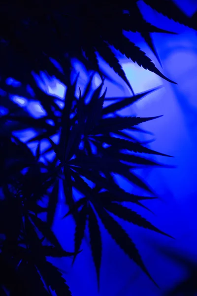 Medical marijuana background Stock Photos, Royalty Free Medical ...