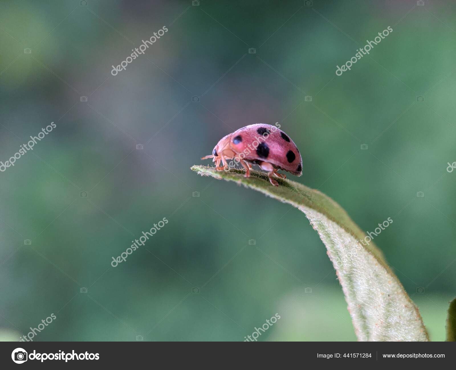 Soft Lady Bug Leaf — Stock Photo © budi.ccline.gmail.com #441571284