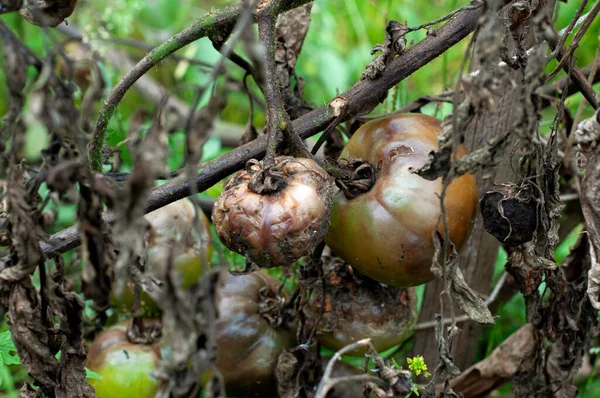 rotten spoiled tomatoes on dry branches and bushes of tomatoes after ...