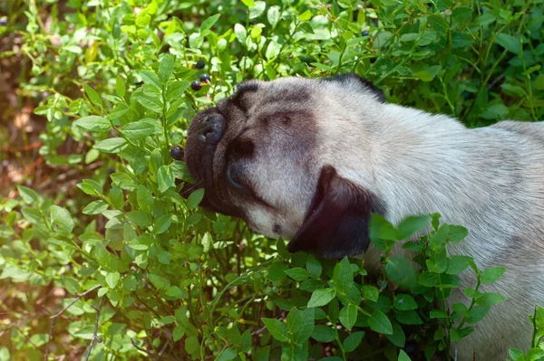a pug dog tries to pick ripe blueberries in the forest. dog sniffing ...