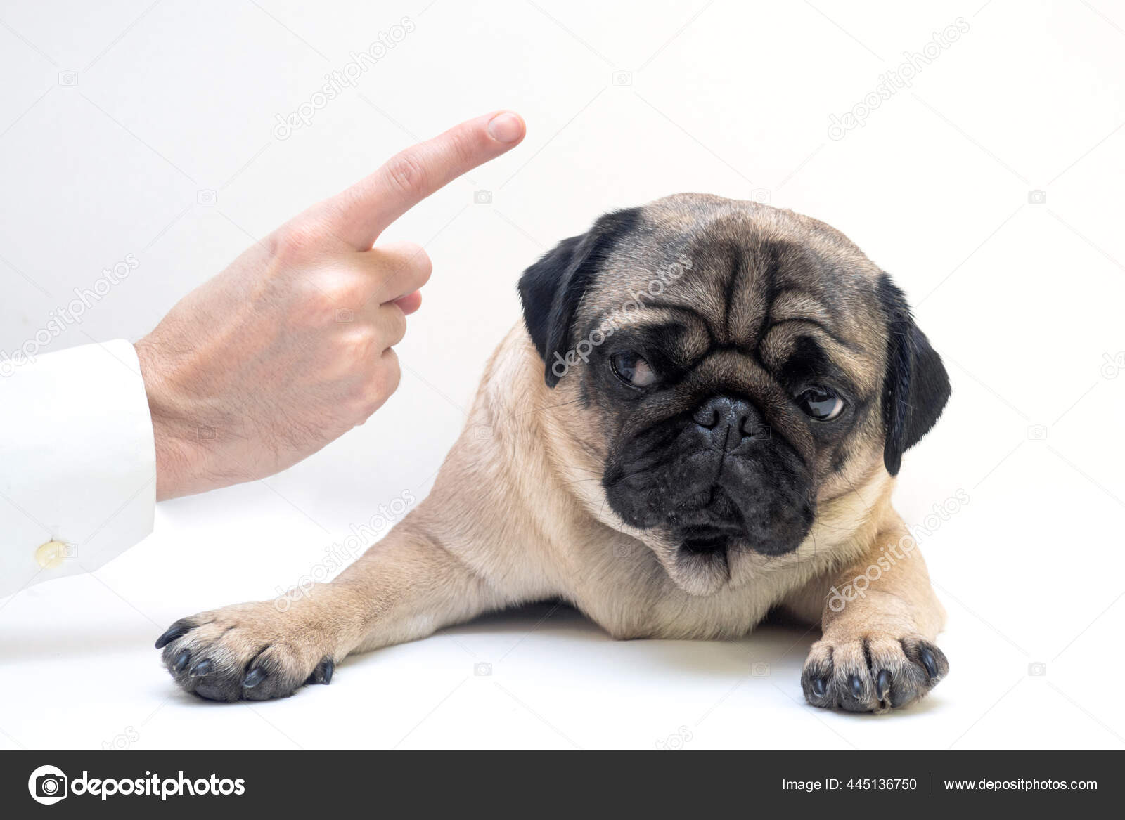 Close Angry Man Hand Wagging Finger Scolding Her Pug Dog — Stock Photo ...