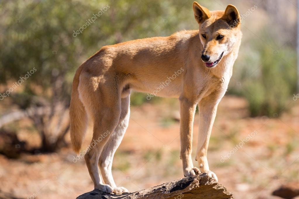 Where Can You Find Dingoes In Australia