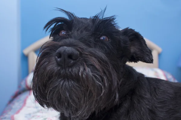 Perro con barba fotos de stock, imágenes de Perro con barba sin ...