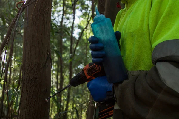 Forest Worker Drilling Tree Injecting Chemical Substance Kill Trees ...