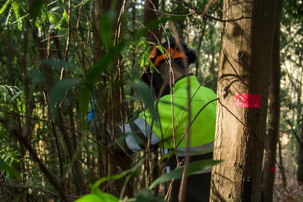 Forest Worker Drilling Tree Injecting Chemical Substance Kill Trees ...