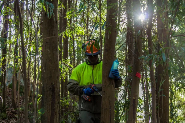 Forest Worker Drilling Tree Injecting Chemical Substance Kill Trees ...