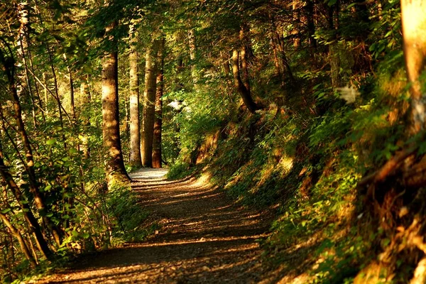 Beautiful Forest Path Wallpaper