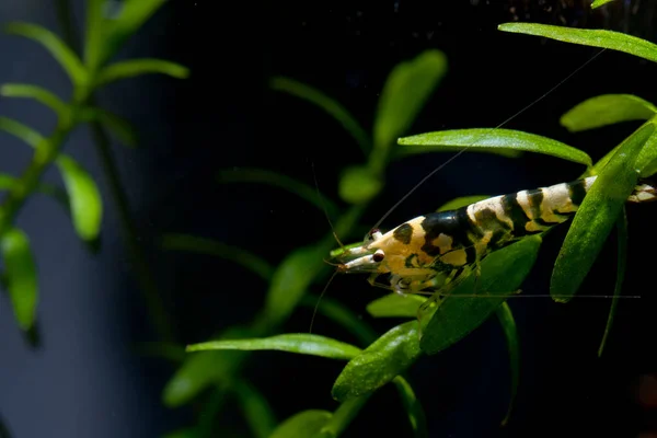 Dwarf tiger Stock Photos, Royalty Free Dwarf tiger Images | Depositphotos