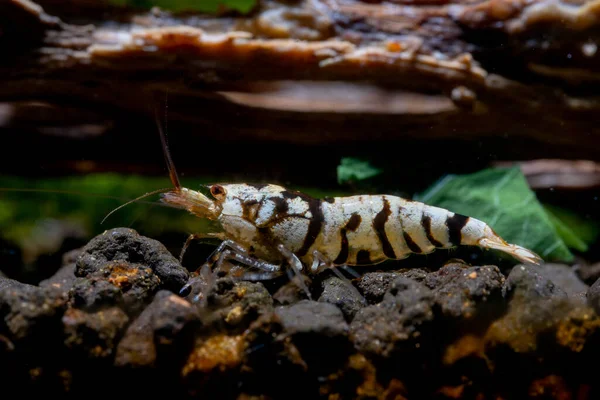 Dwarf tiger Stock Photos, Royalty Free Dwarf tiger Images | Depositphotos