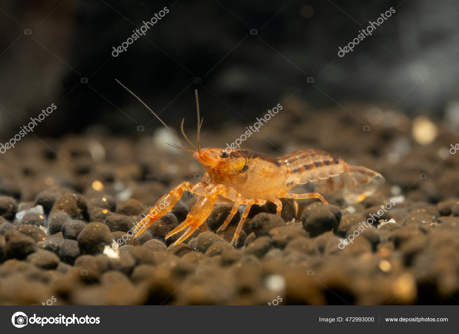 Yellow Crayfish