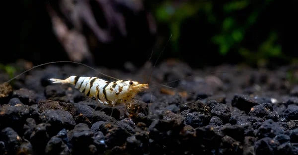 Dwarf tiger Stock Photos, Royalty Free Dwarf tiger Images | Depositphotos