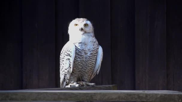 2,883 Wild uil Videos, Royalty-free Stock Wild uil Footage | Depositphotos