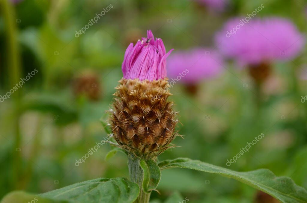 La hermosa flor rosa y los brotes de Centaurea jacea, también conocida ...