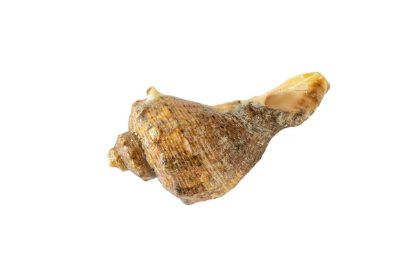 Escargot du murex Stock Photos, Royalty Free Escargot du murex Images ...