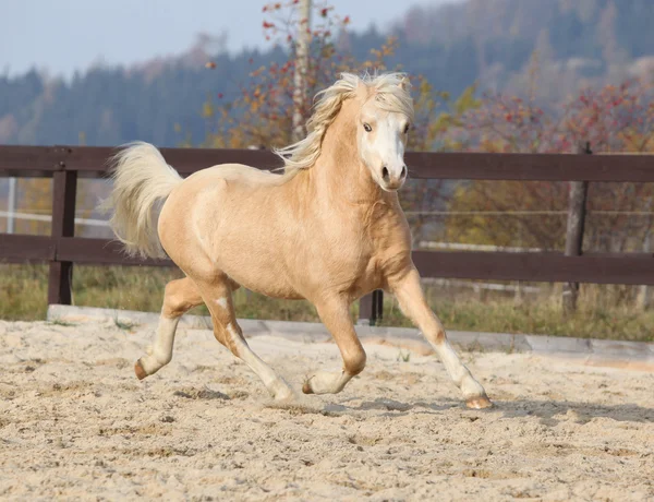 ᐈ Welsh mountain ponies stock images, Royalty Free welsh mountain pony ...
